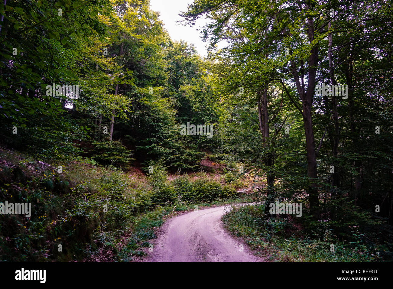 Italian forrest pathway at the end of summer. Turin, Italy Stock Photo ...