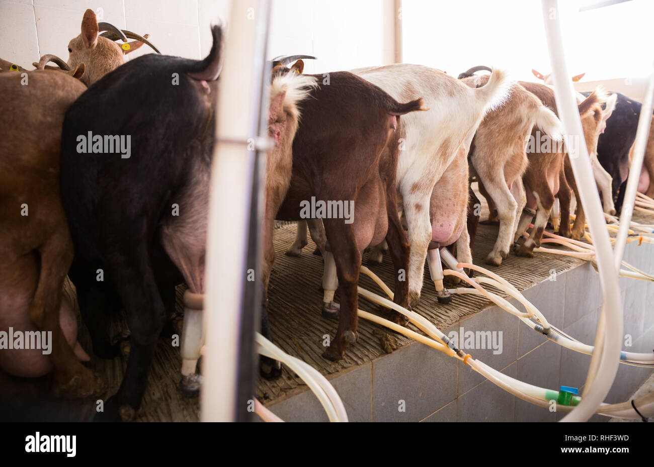Process of machine milking of domestic goats on farm. Back view of ...