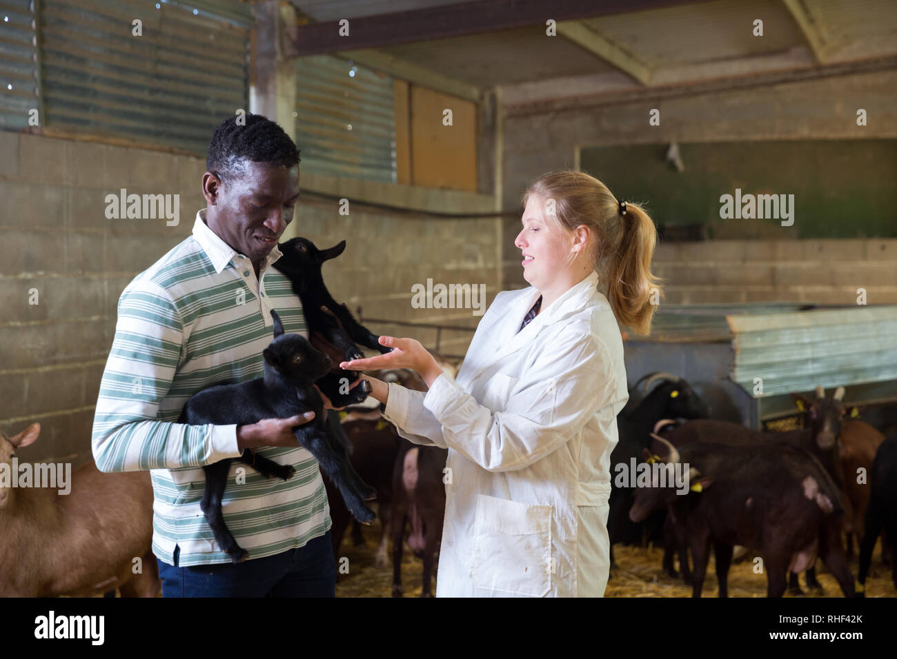 Two workers of goat farm taking care about small goatlings in barn ...
