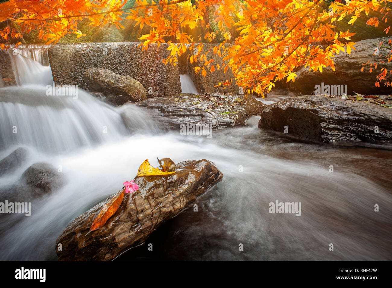 The imageing of nice water with maple compose a beautiful view Stock ...