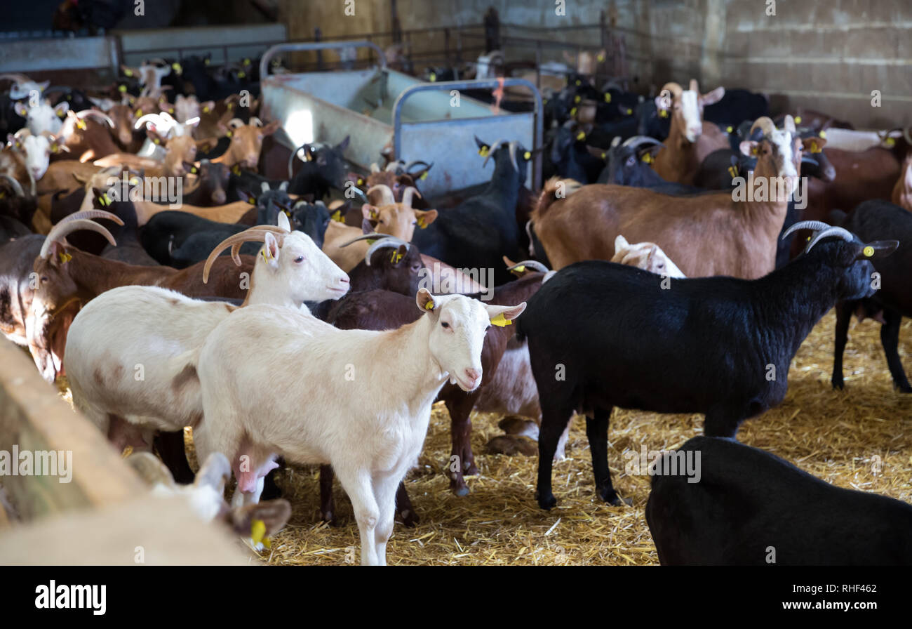 Herd of goats in the barn Stock Photo - Alamy