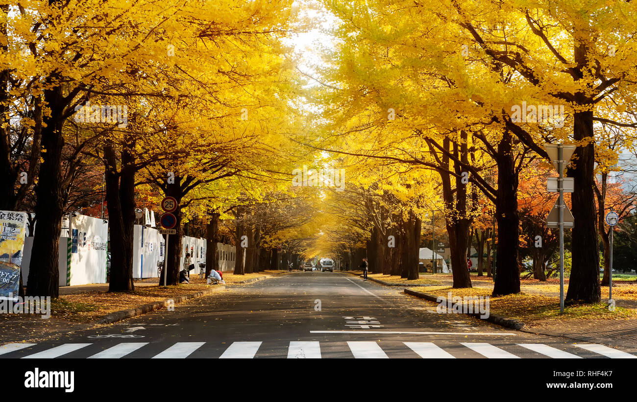Hokkaido University, Japan - 11 Nov, 2014 : famous tree in Japanese ...