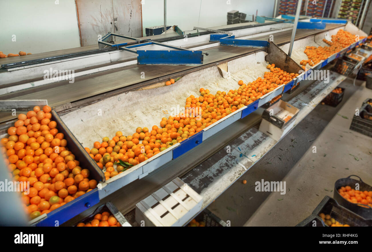 Production facilities of grading and packing of harvest of mandarins on ...