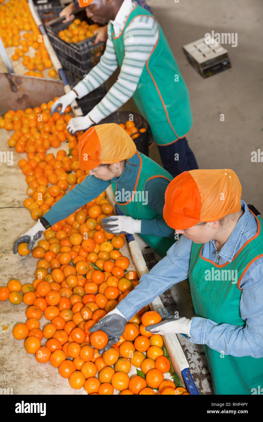 Manual sorting of of oranges fruit hi-res stock photography and images ...