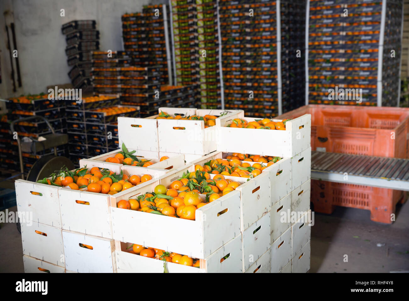 Stacks of fruit boxes with fresh ripe tasty mandarin oranges in storage ...