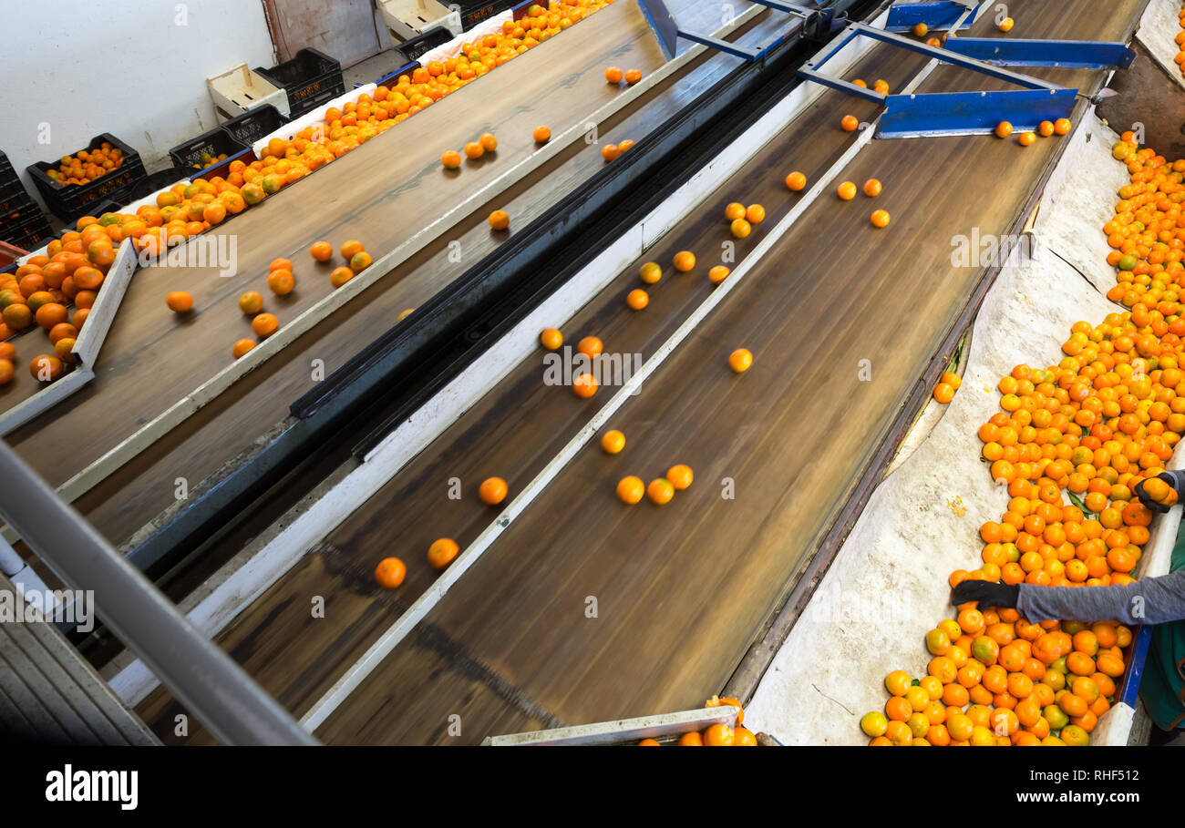 Oranges on conveyor belt hi-res stock photography and images - Alamy