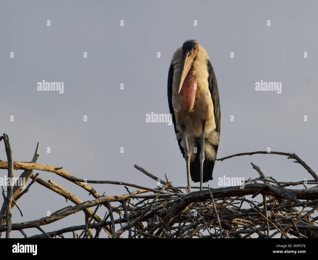 Marabou Storks at Lake Naivasha, Kenya Stock Photo - Alamy