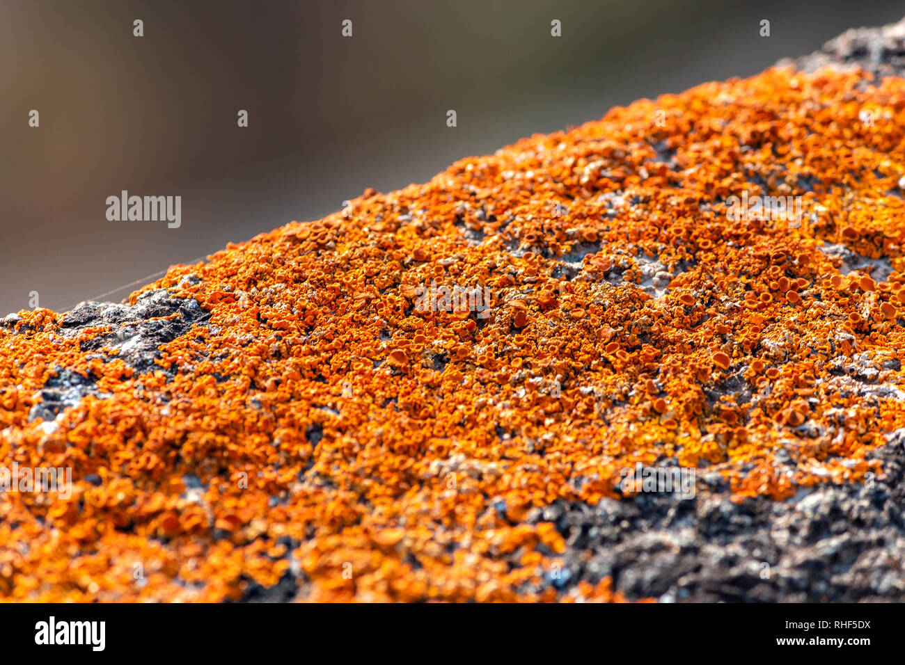 A close-up of a fungus in a wall, texture Stock Photo - Alamy