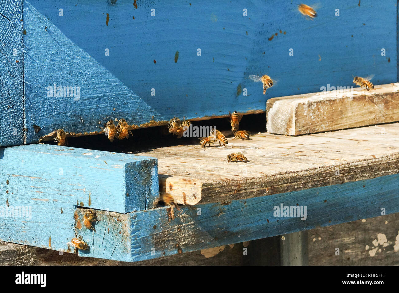 Bee honey industry hi-res stock photography and images - Alamy