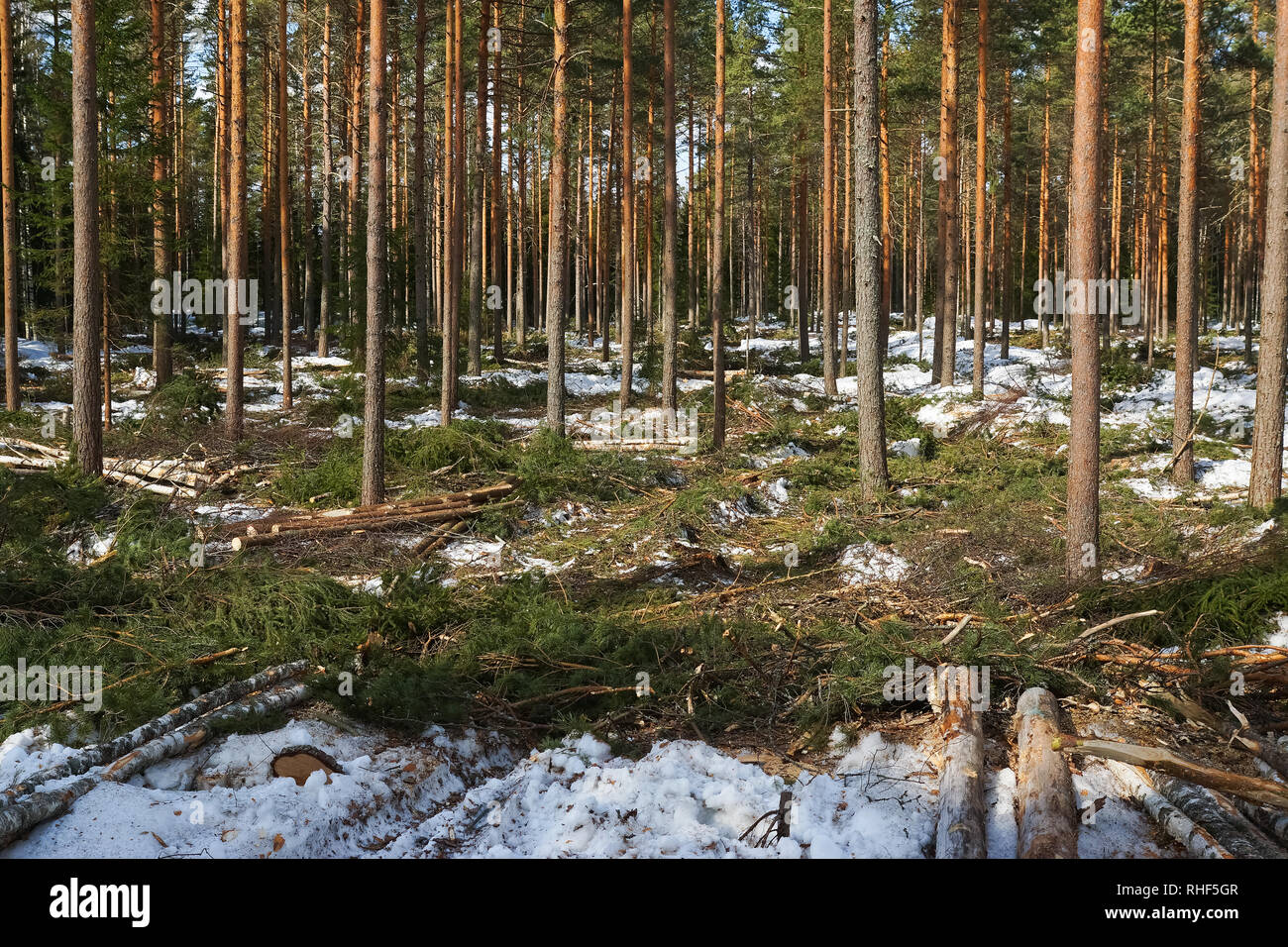 Pulpwood hi-res stock photography and images - Alamy