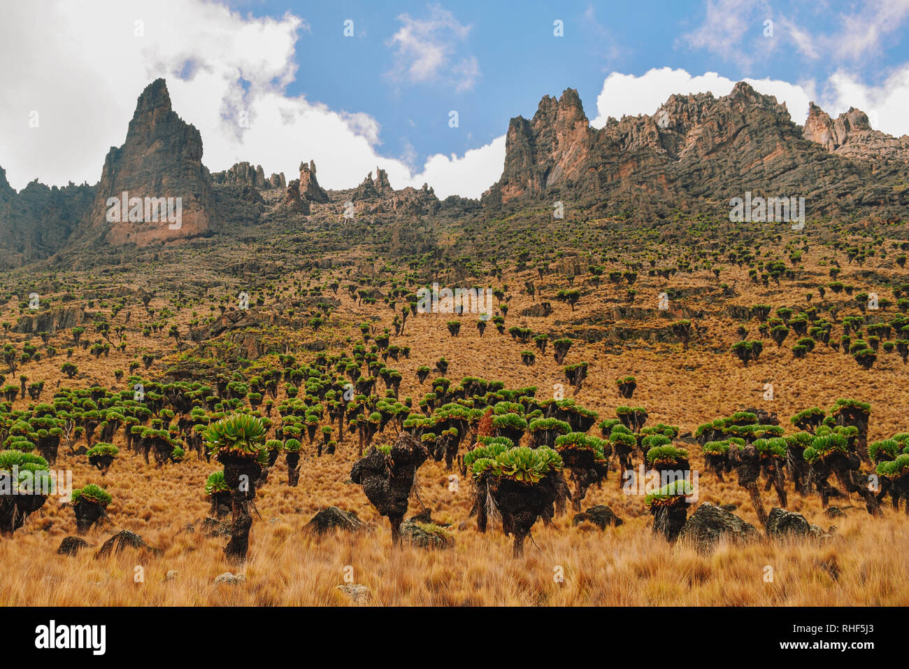 Giant groundsels against a mountain background, Mount Kenya Stock Photo ...