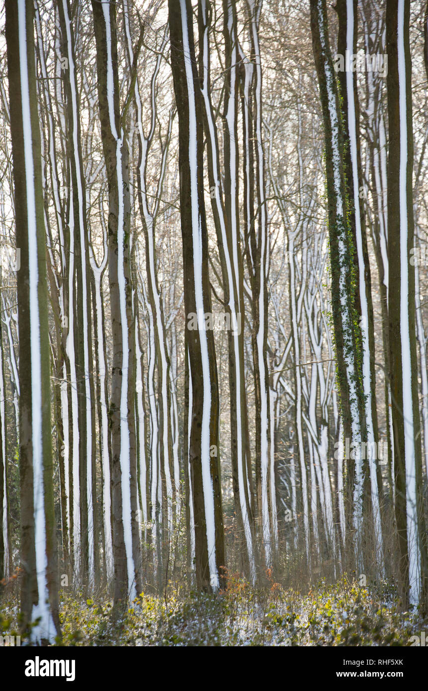 Beech trees with snow adhering to their trunks following snow and ...