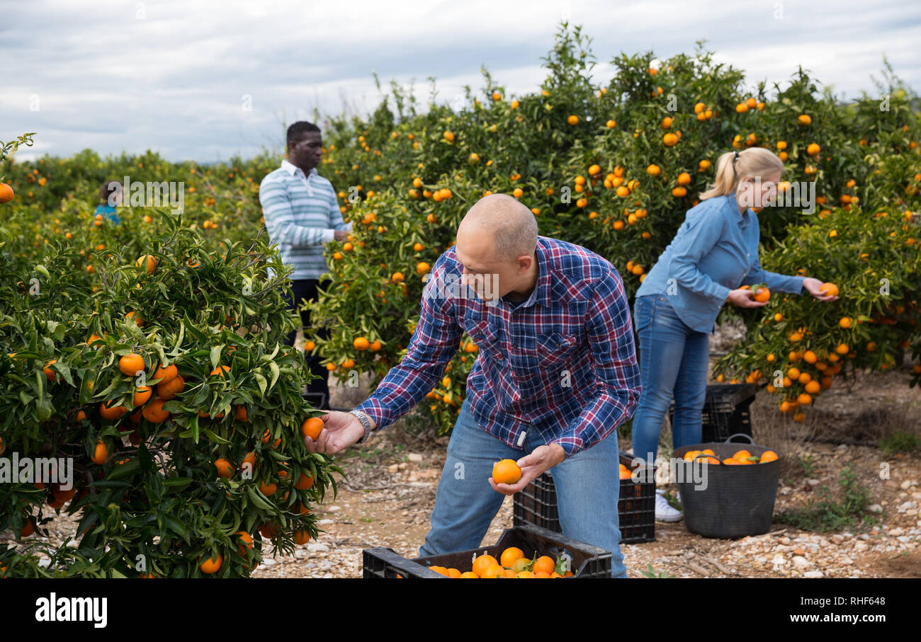 Portrait of adult farmers in process of harvesting tangerines on ...