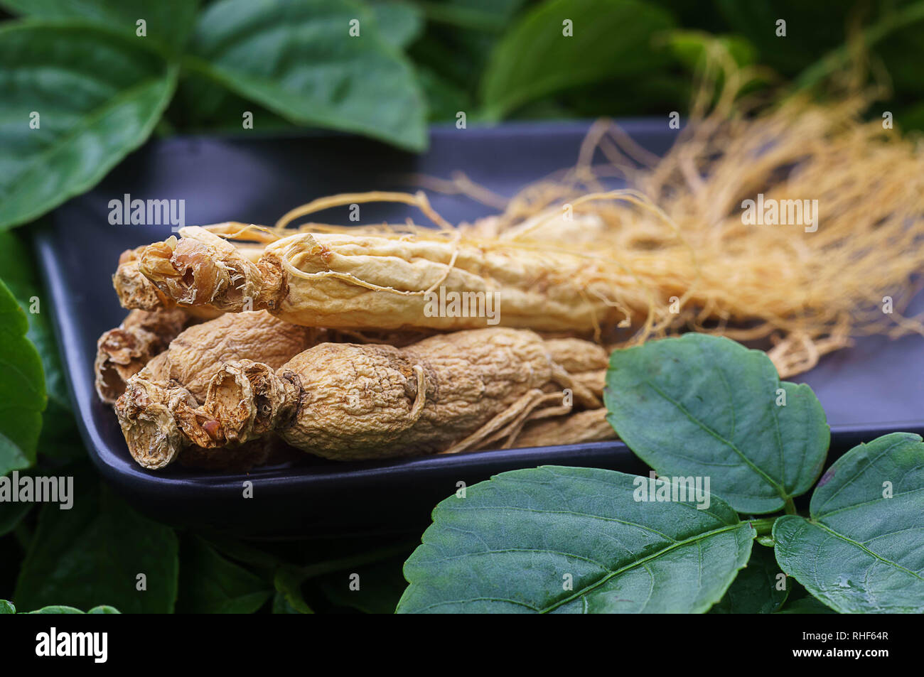 Ginseng root on the black plate with green nature background Stock ...