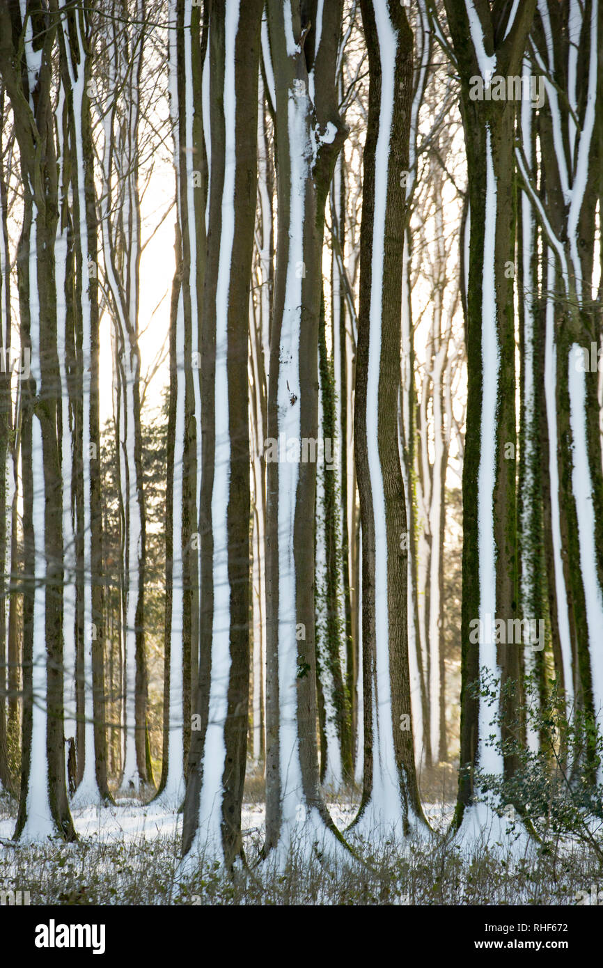 Beech tree winter uk hi-res stock photography and images - Alamy