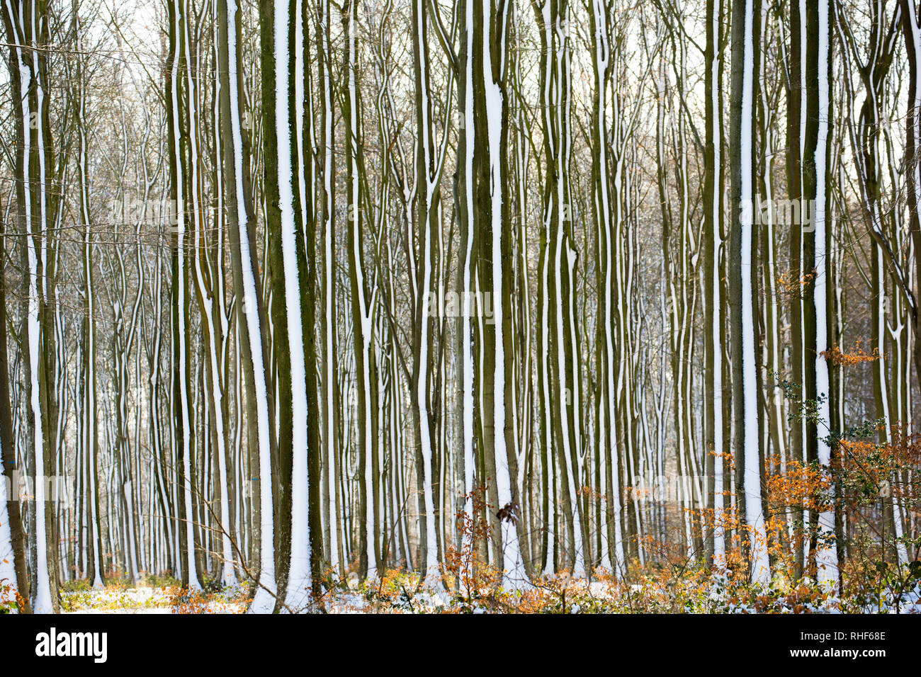 Beech tree winter uk hi-res stock photography and images - Alamy