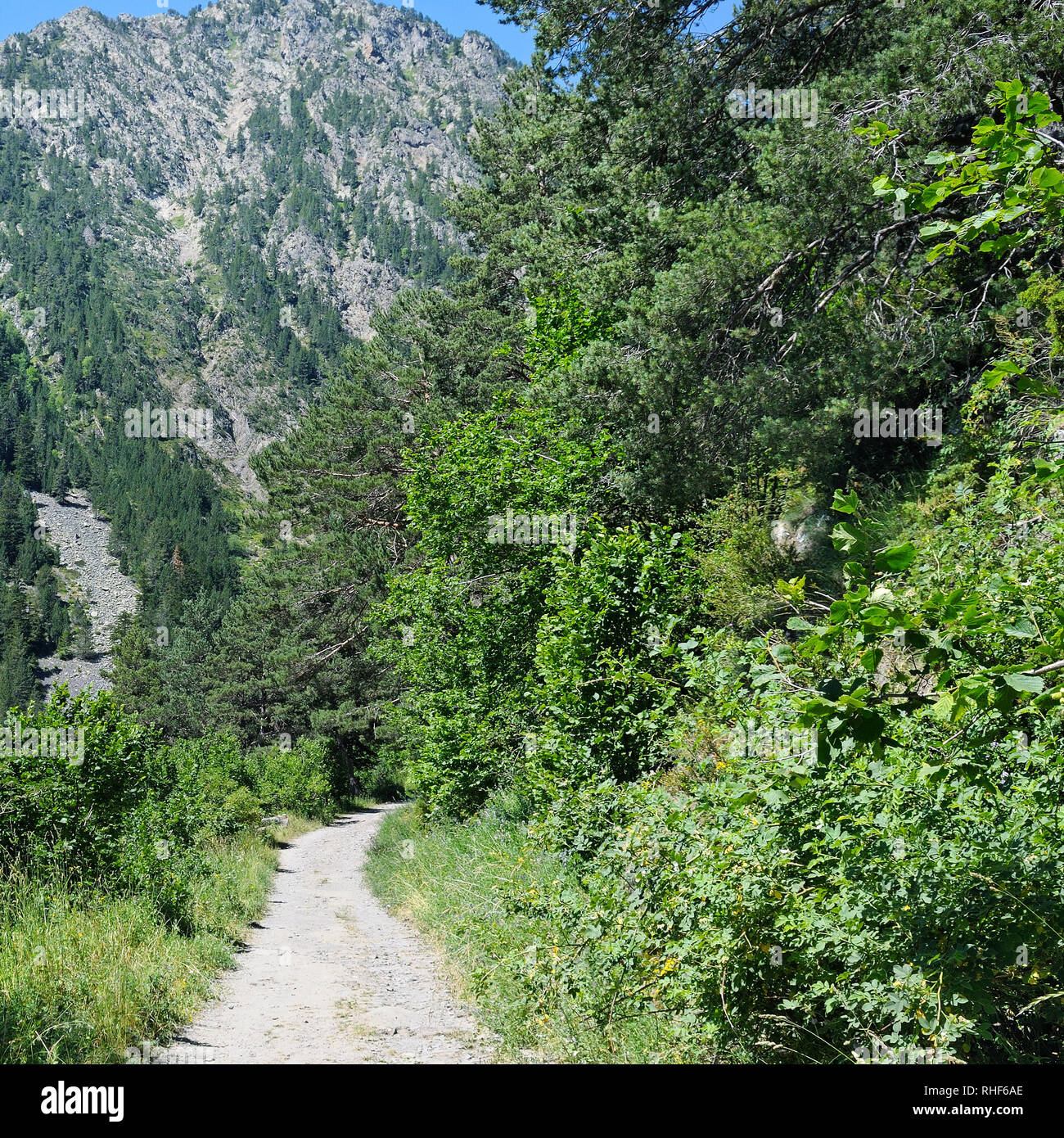 A hiking trail through the forest slopes of the mountains in summer ...