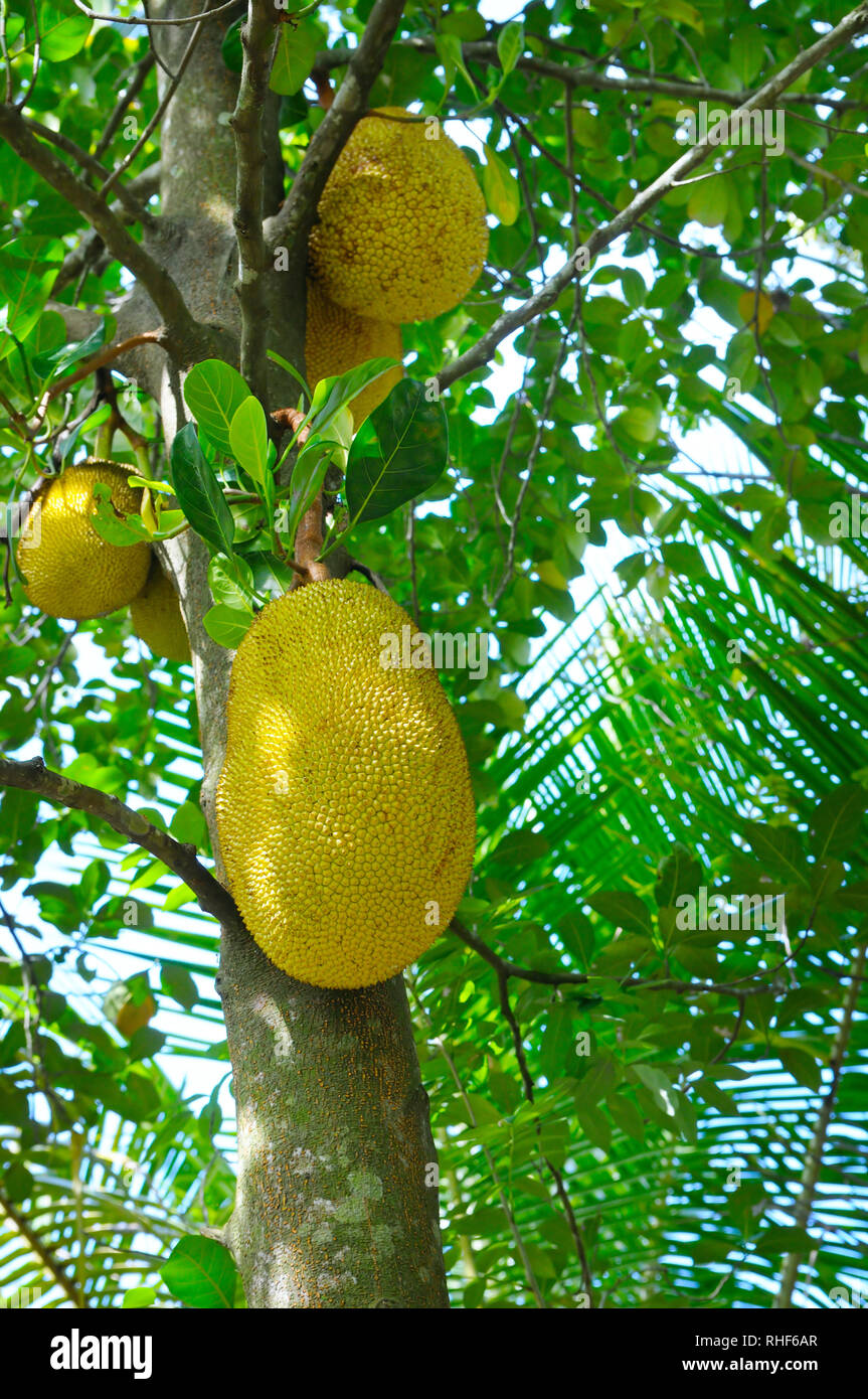 Ripe breadfruit (Artocarpus altilis) on a tree Stock Photo - Alamy