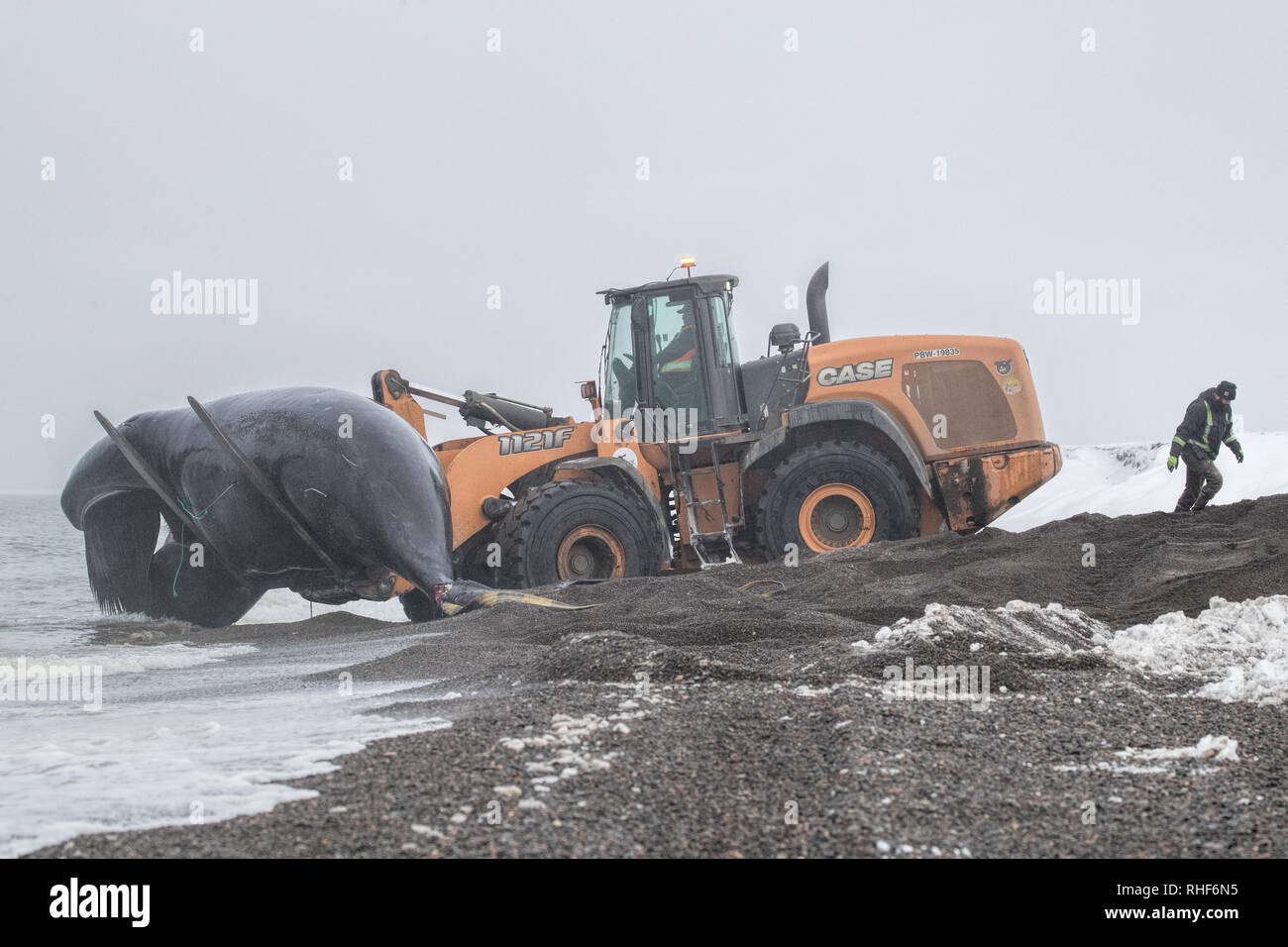 After a successful hunt, a young bowhead whale is carried to shore with ...
