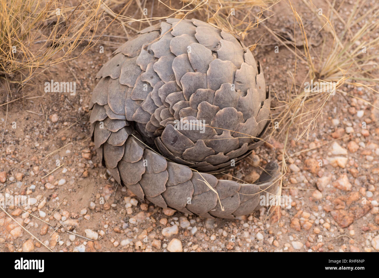 Pangolin hi-res stock photography and images - Alamy