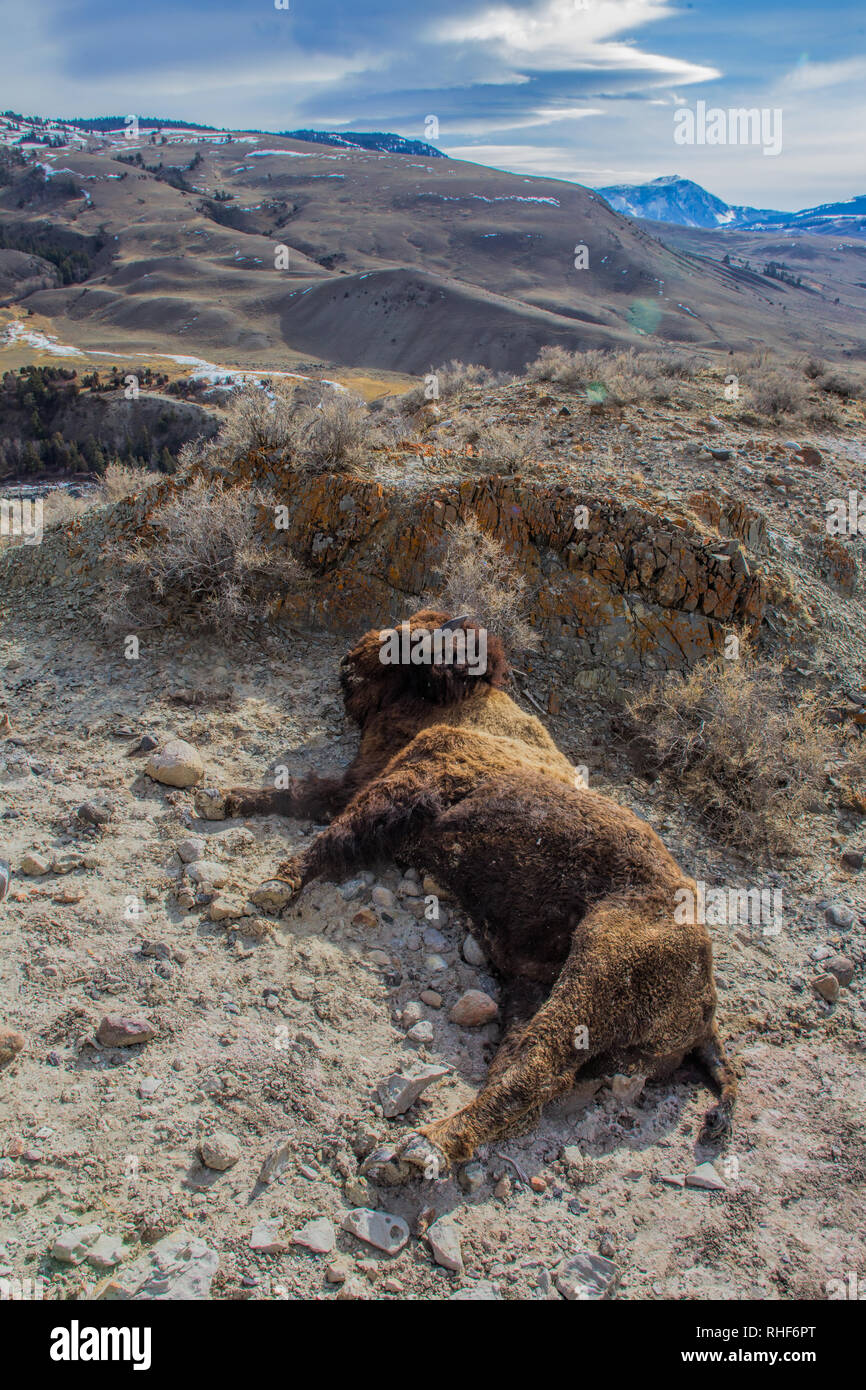 A bison carcass lies on the edge of a travertine mineral formation on ...
