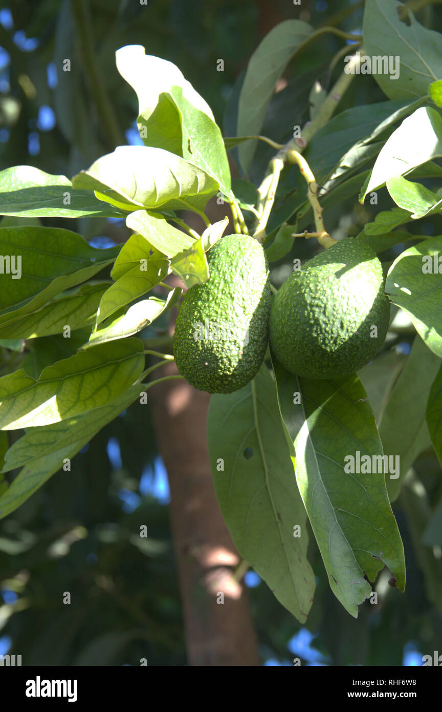 Branches of avocados and their fruits, two avocados, in process of ...