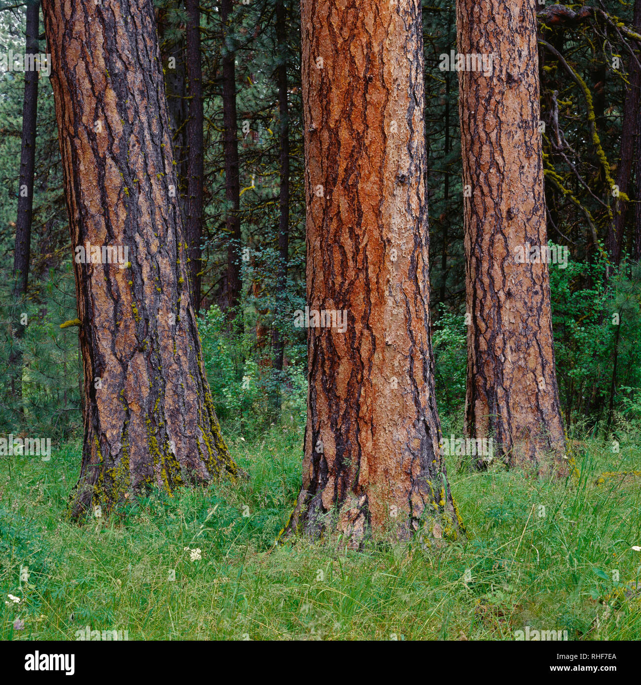 Mature ponderosa pine trees hi-res stock photography and images - Alamy