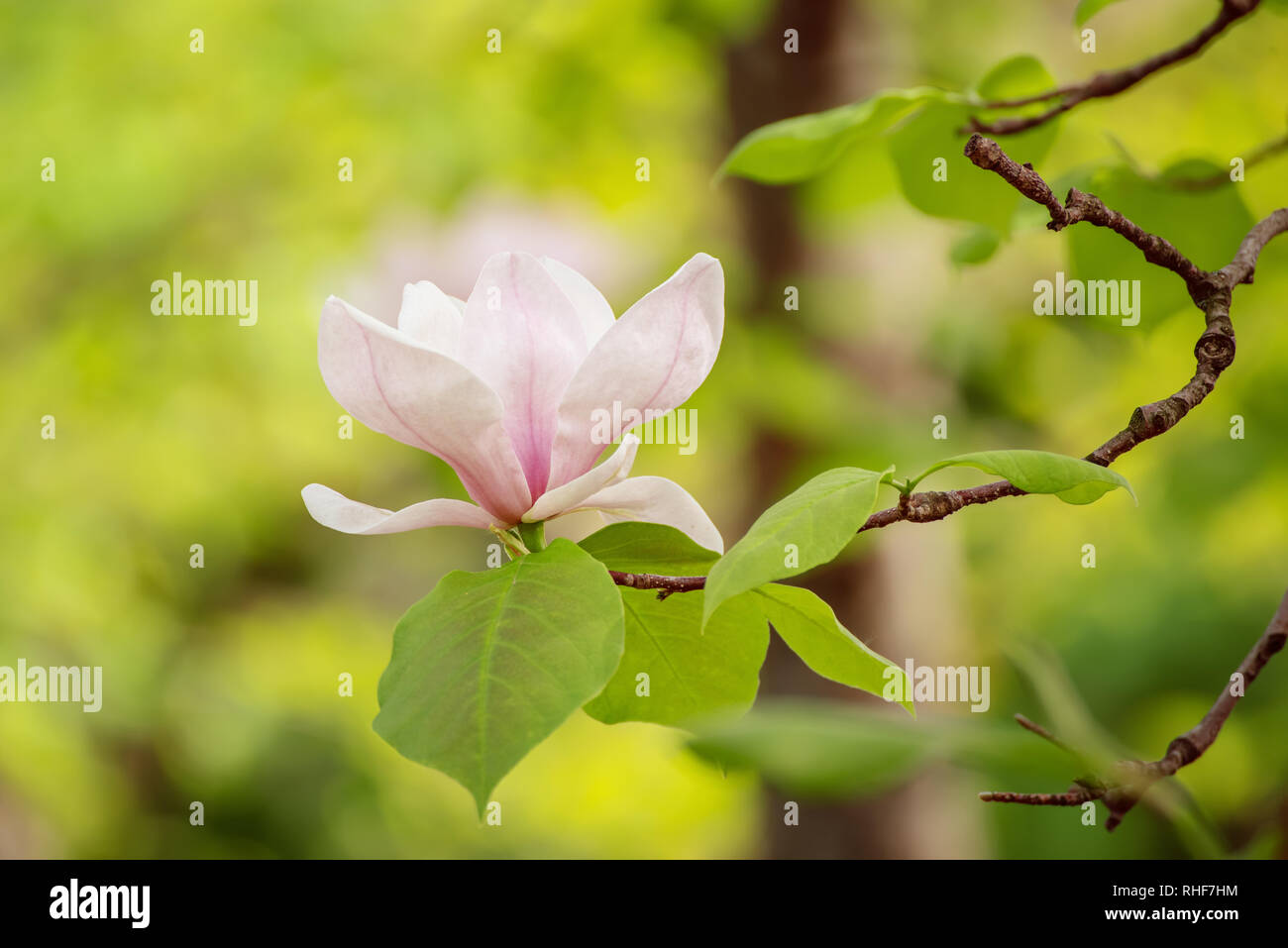 Magnolia spring flowers Stock Photo - Alamy