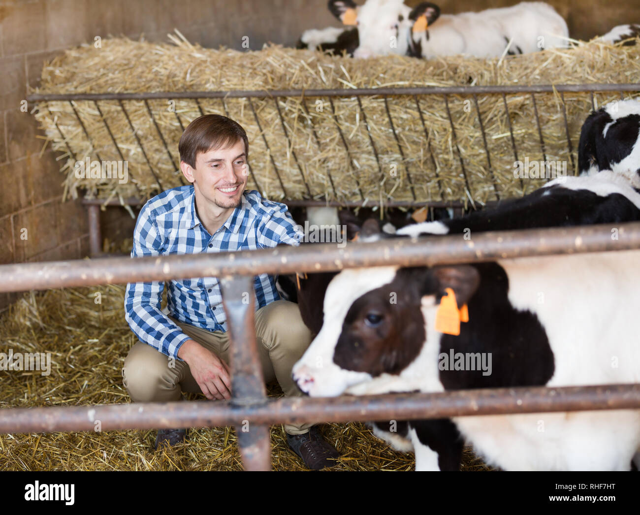 young cheerful male farmer clapping cows in cowshed Stock Photo - Alamy