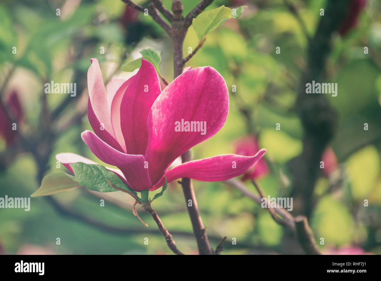 Magnolia spring flowers Stock Photo - Alamy