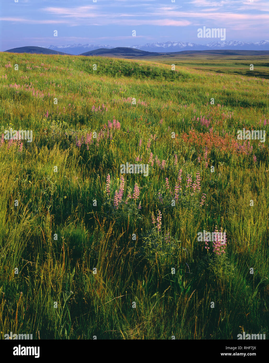 USA, Oregon, Wallowa County, Zumwalt Prairie Preserve, Lupine blooms ...