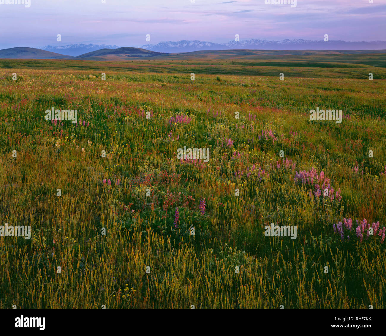 USA, Oregon, Wallowa County, Zumwalt Prairie Preserve, Lupine blooms ...