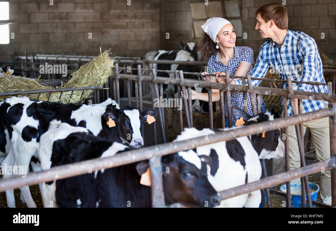 Two positive cheerful persons clapping cows in the hangar and smiling ...