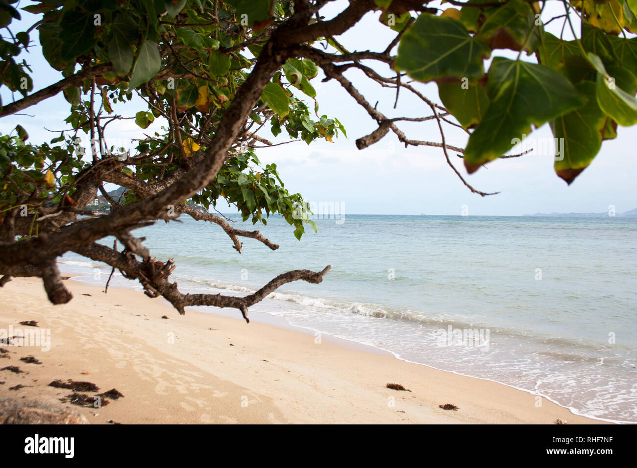 Tree branch with green and yellow leaves on tropical island beach Stock ...
