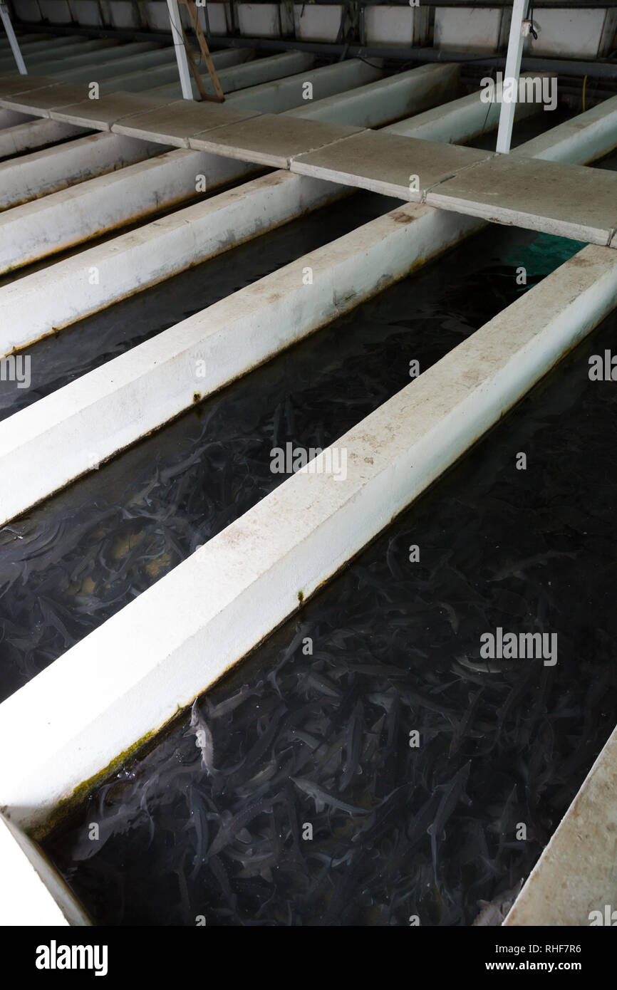 Rectangular fish tanks with swimming sturgeon on farm Stock Photo - Alamy