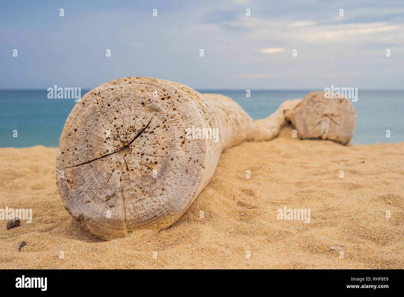 image of an old log at the white sand beach Stock Photo - Alamy