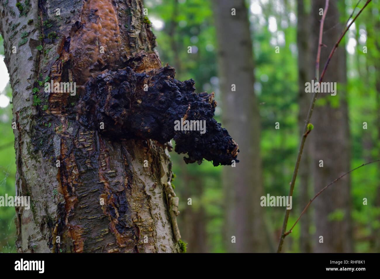 Chaga Mushroom growing from the side of a birch tree Stock Photo - Alamy