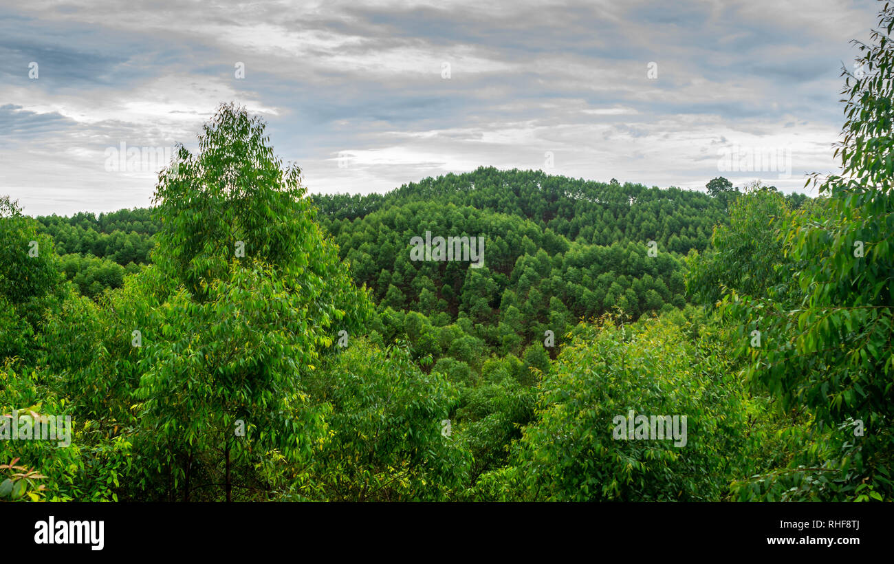 Forest of eucalyptus pulp and paper hi-res stock photography and images ...