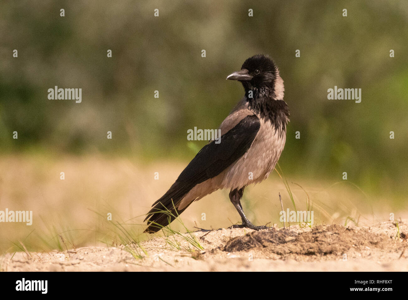 Hooded Crow Corvus cornix Stock Photo - Alamy
