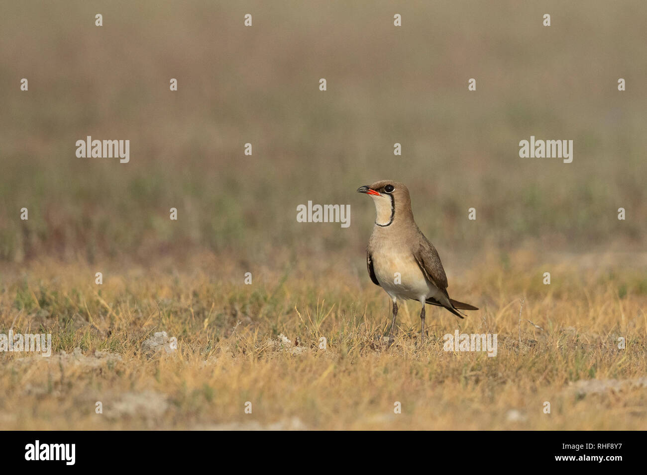 Red Winged Pratincole High Resolution Stock Photography and Images - Alamy