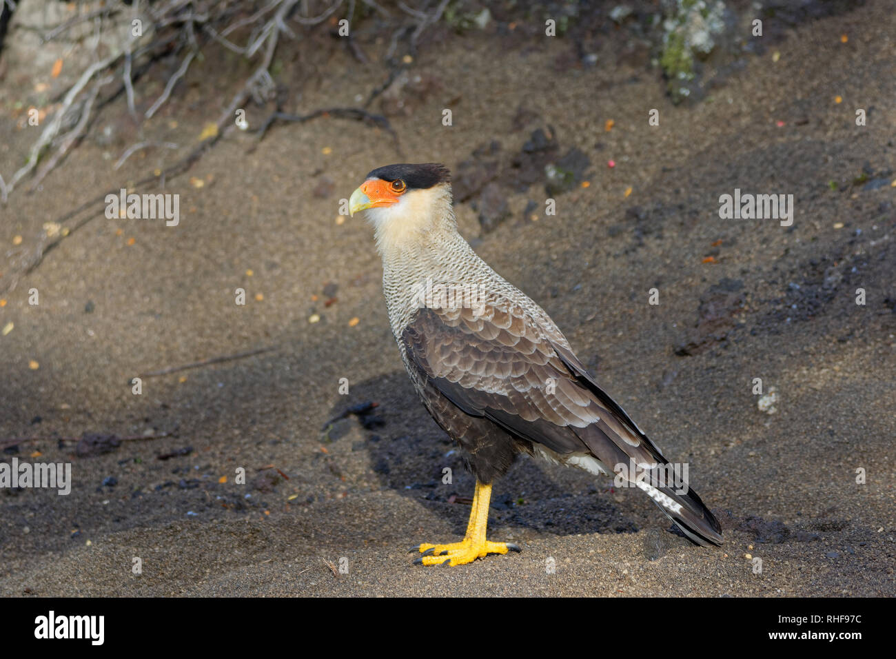 portrait of scavenger bird, known as caracara, carancho or traro, in ...