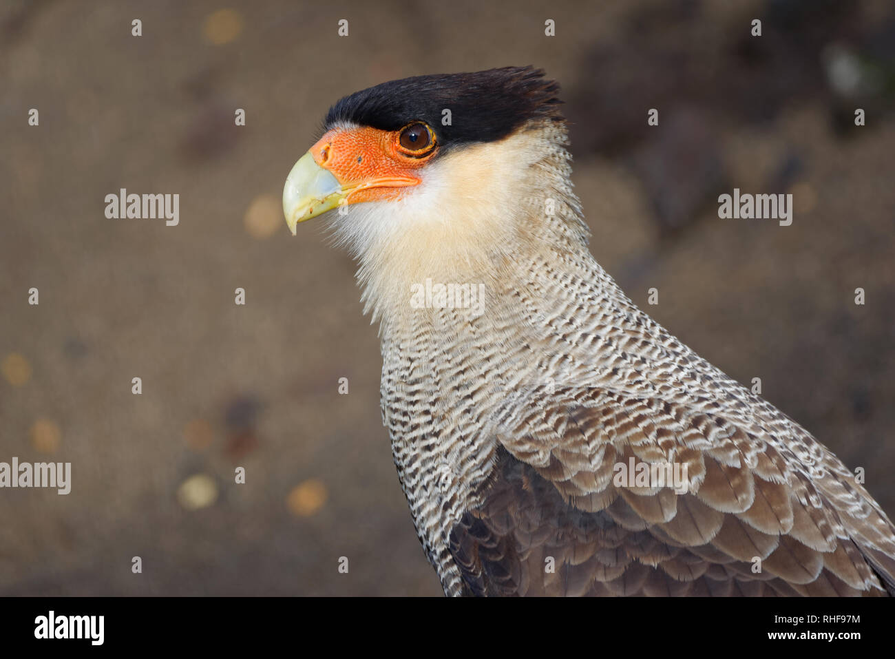 portrait of scavenger bird, known as caracara, carancho or traro, in ...