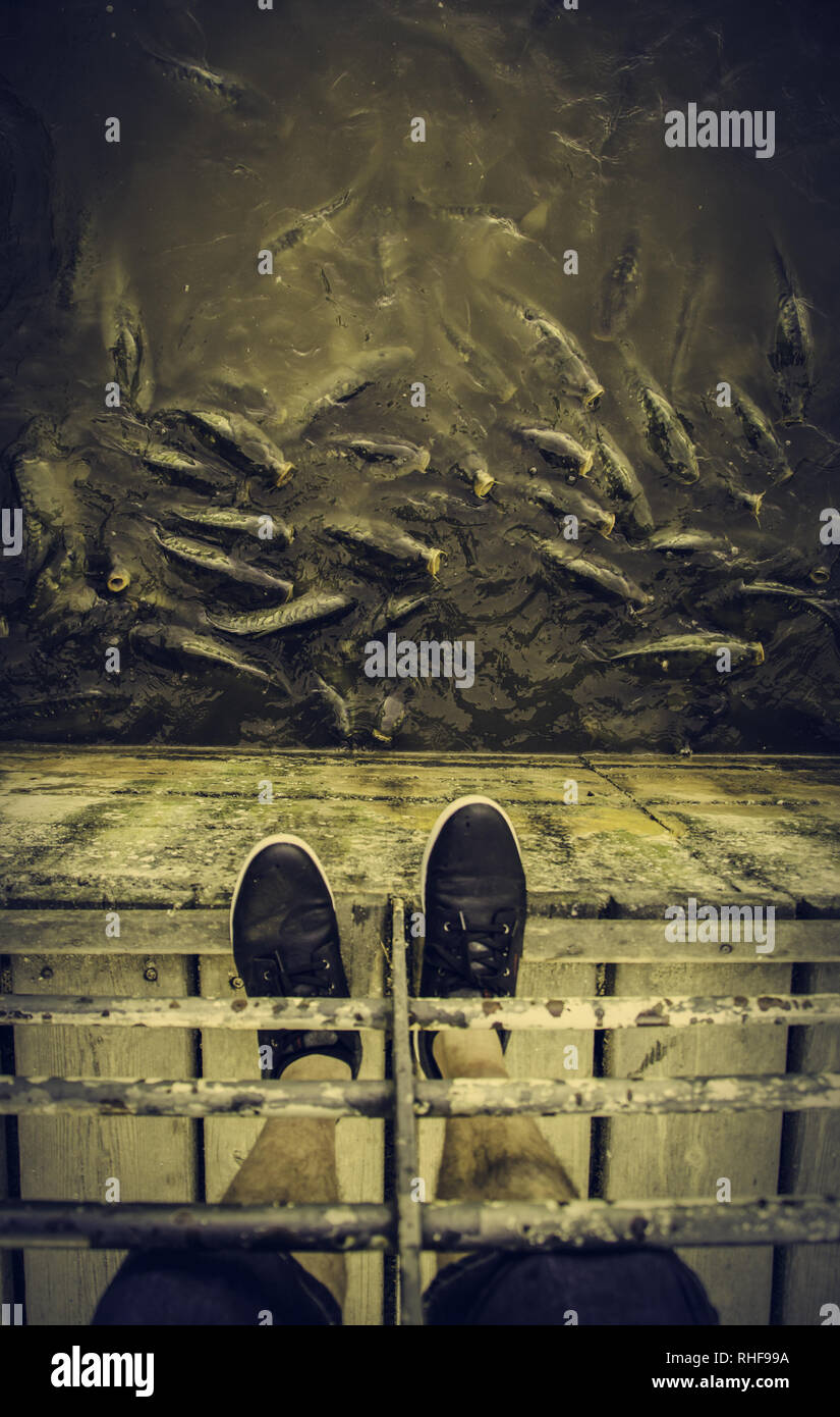 Many fish eating, wild river fish, fishing Stock Photo - Alamy