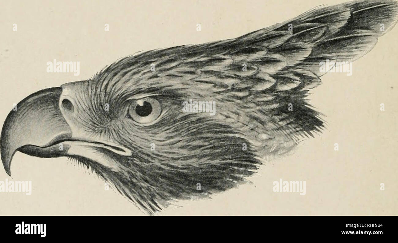 Aquila coronatus hi-res stock photography and images - Alamy
