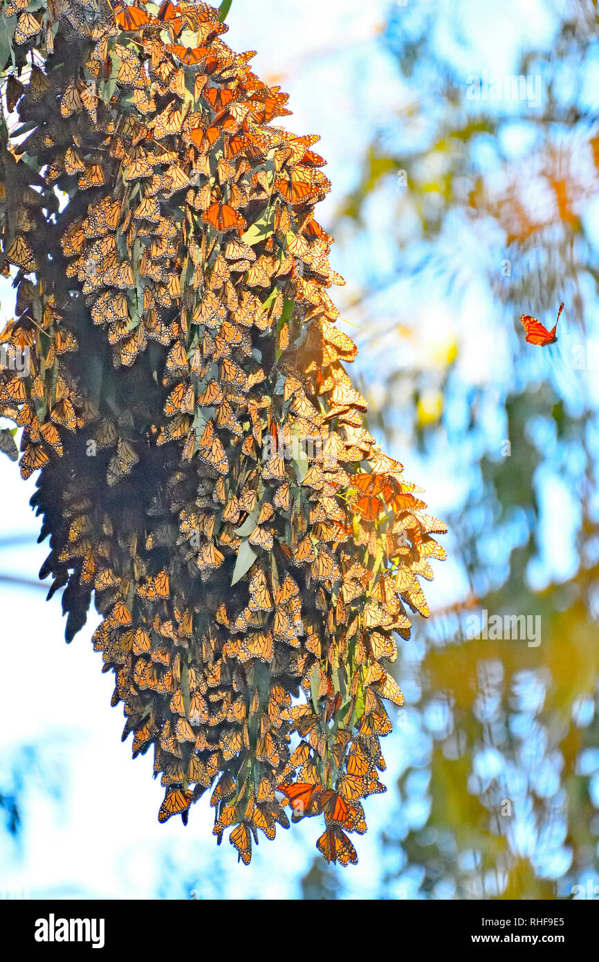 Monarch cluster hi-res stock photography and images - Alamy
