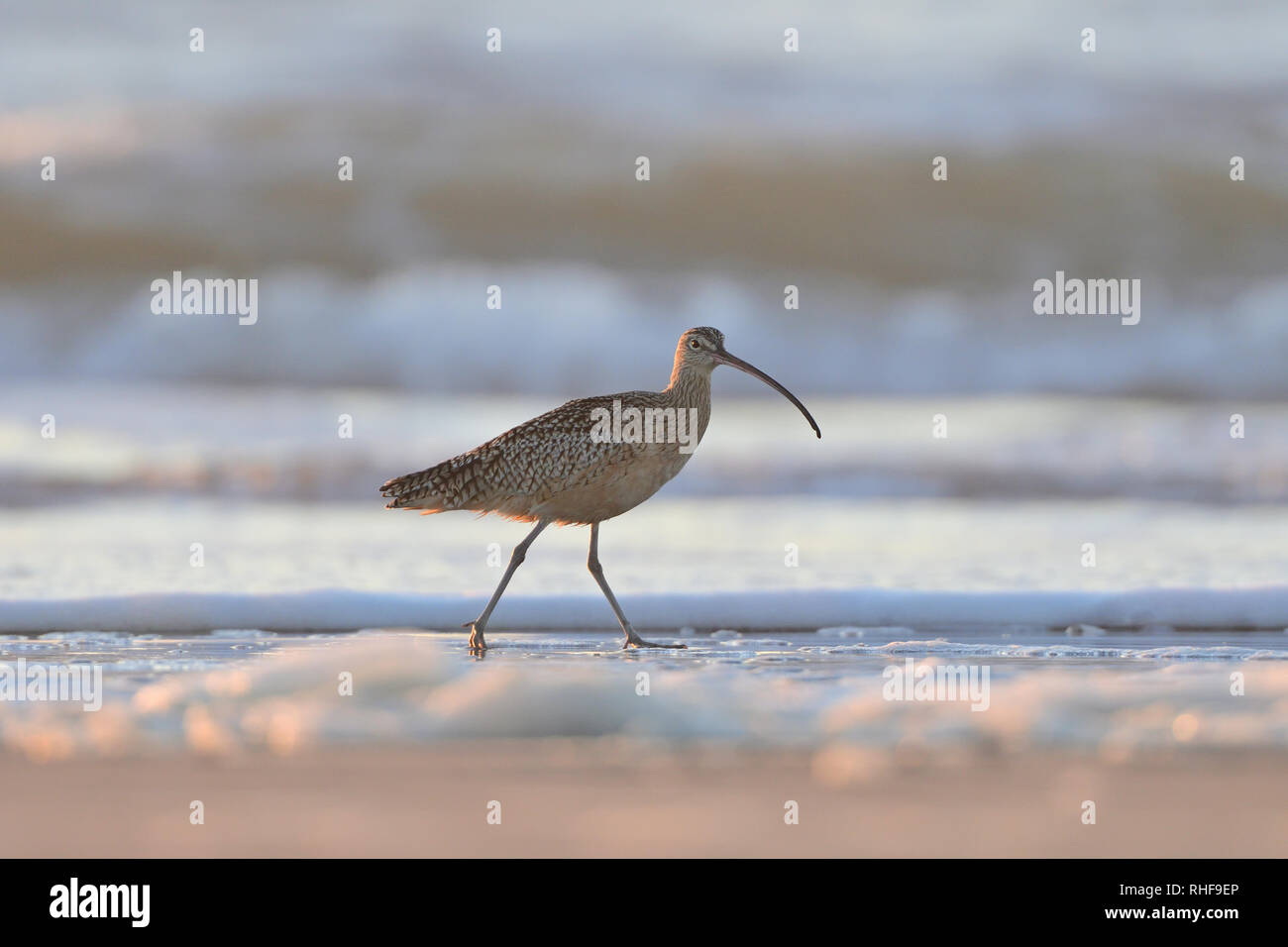Curlew on beach hi-res stock photography and images - Alamy