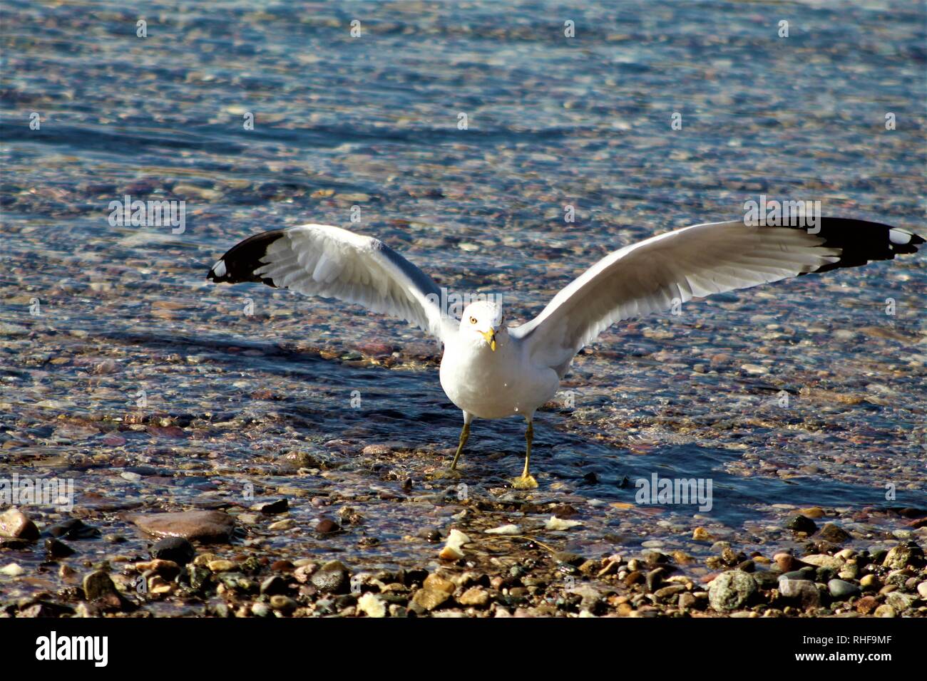 Horizontal bird birds hi-res stock photography and images - Alamy