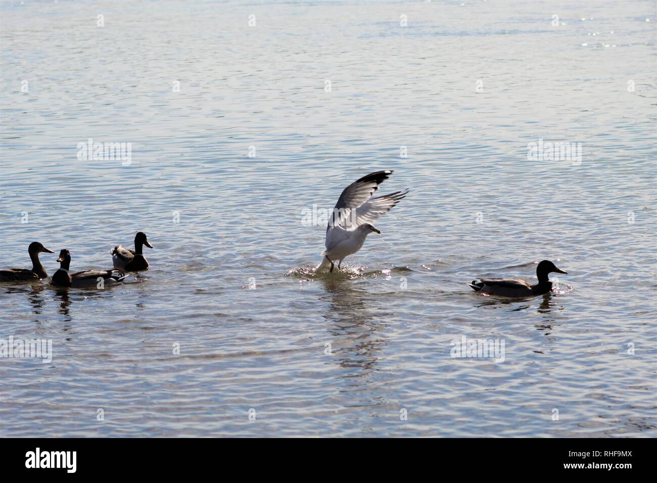 Birds on the Colorado River dominated ducks Stock Photo - Alamy
