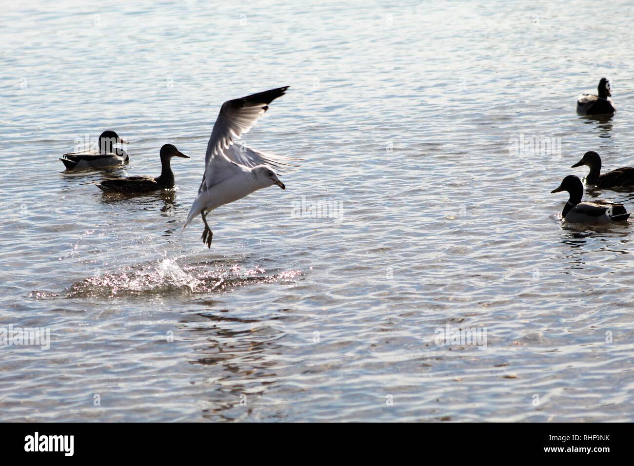 Birds on the Colorado River dominating the ducks Stock Photo - Alamy