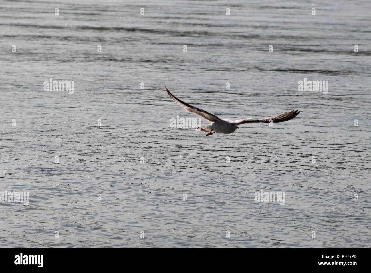 Front facing bird hi-res stock photography and images - Alamy